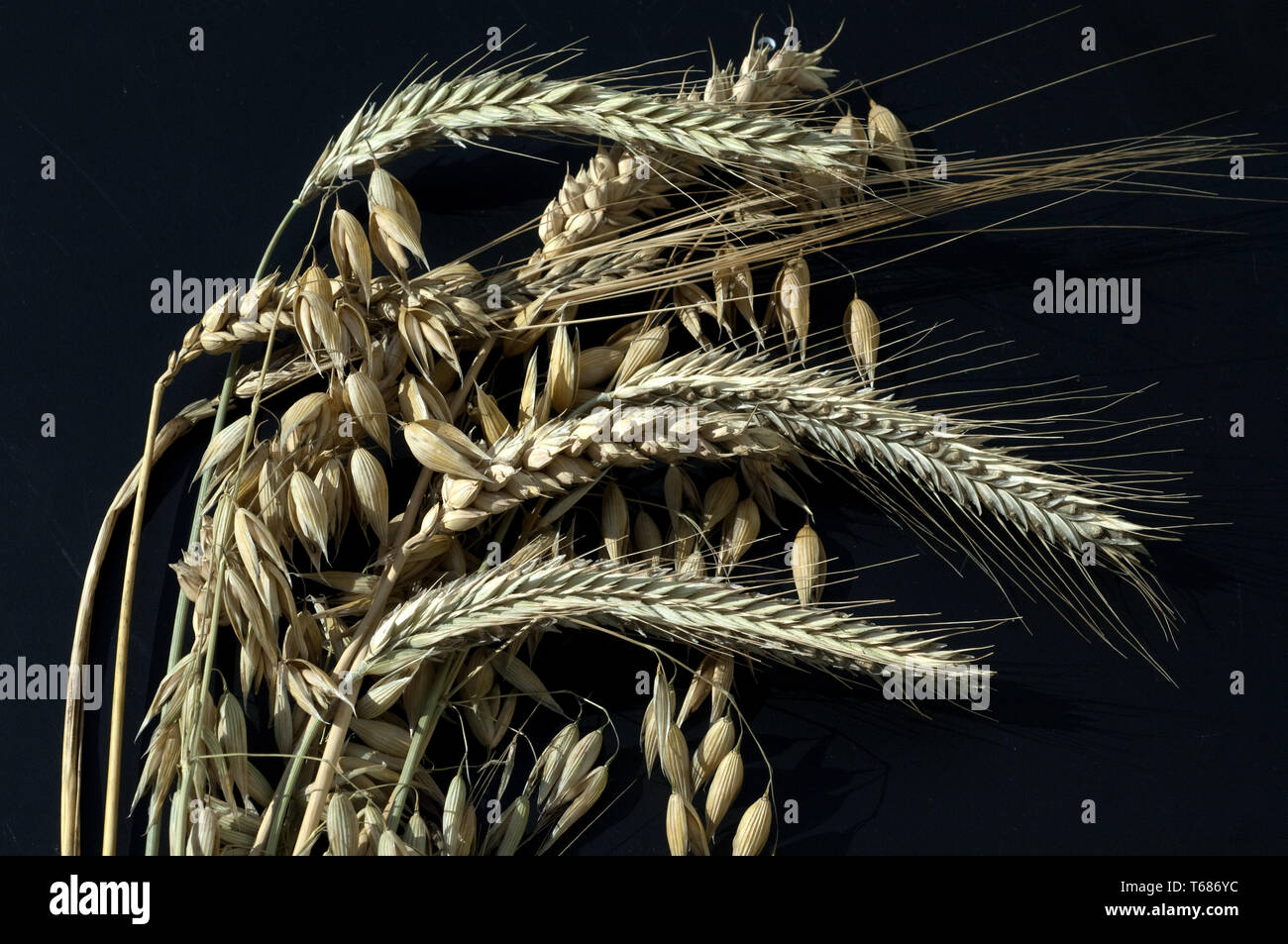 Barley, Hordeum vulgare Stock Photo - Alamy