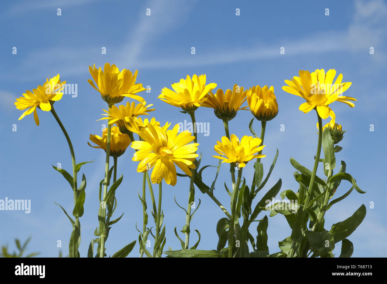 common marigold [Calendula officinalis] Stock Photo - Alamy
