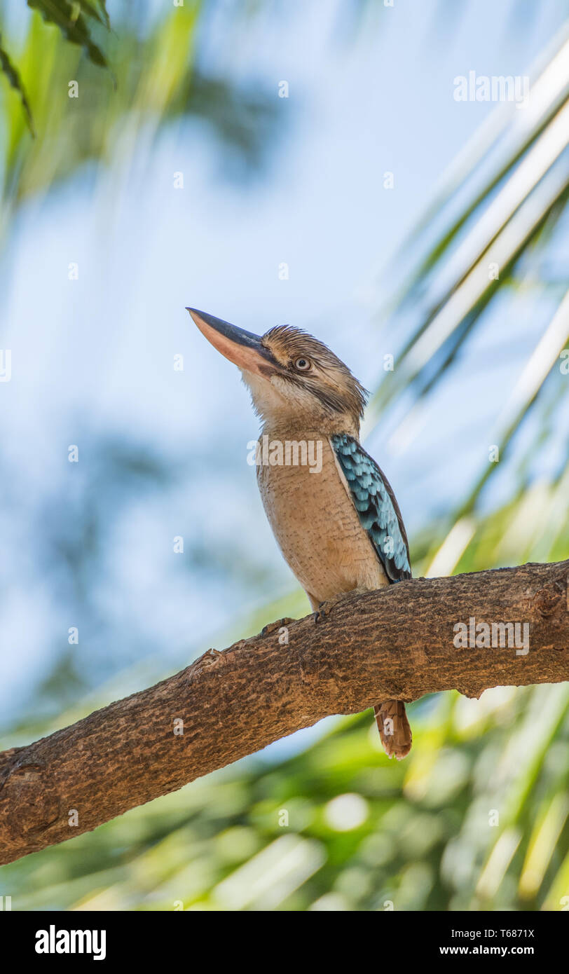Baby kookaburra hi-res stock photography and images - Alamy