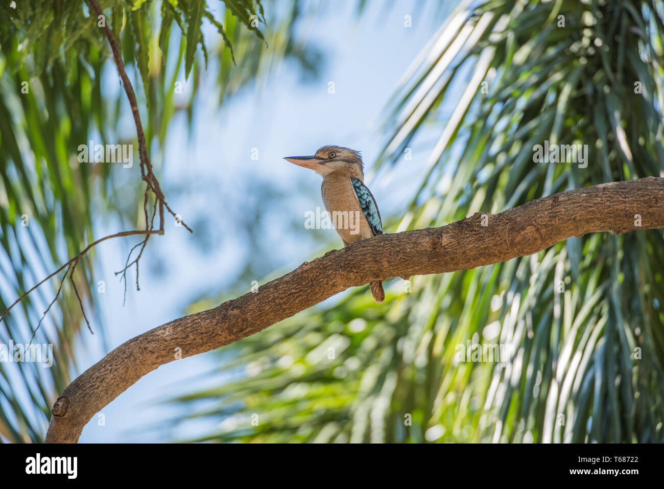 Kookaburra natural habitat hi-res stock photography and images - Alamy