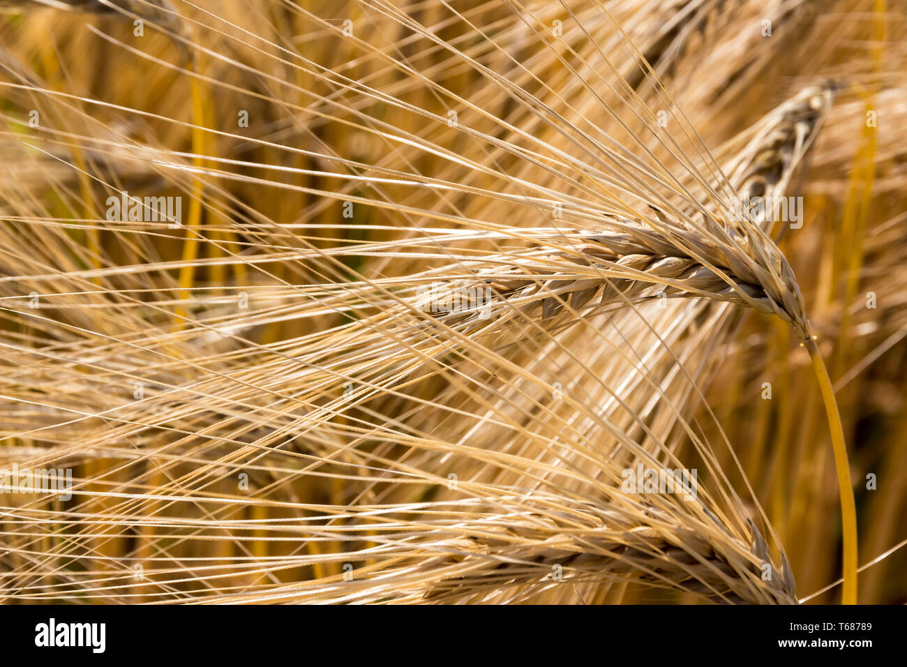 Barley, Hordeum vulgare Stock Photo - Alamy