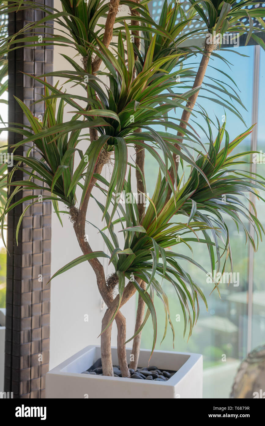 Areca palm in pot hi-res stock photography and images - Alamy