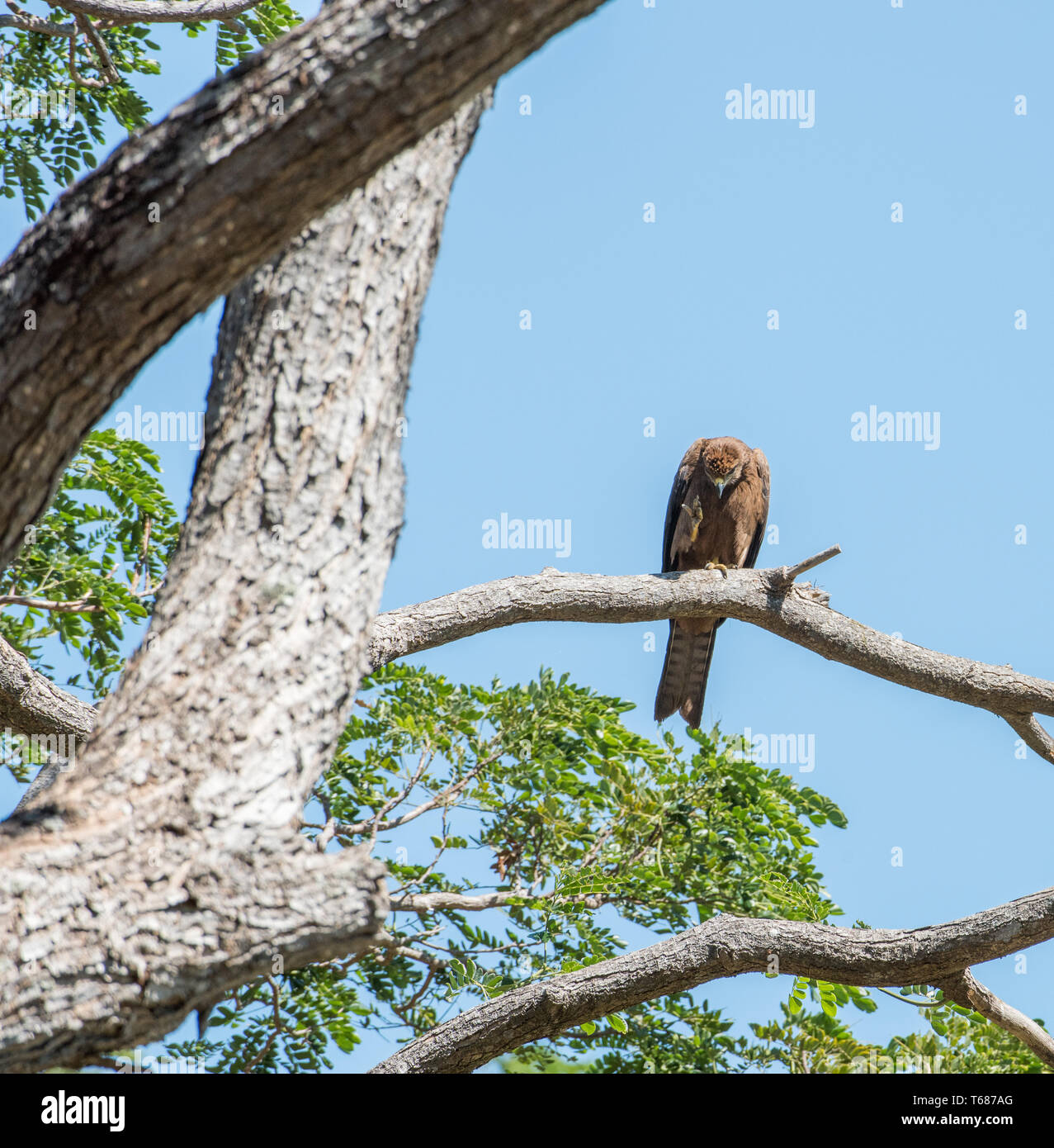 Bird With Forked Tail High Resolution Stock Photography and Images - Alamy