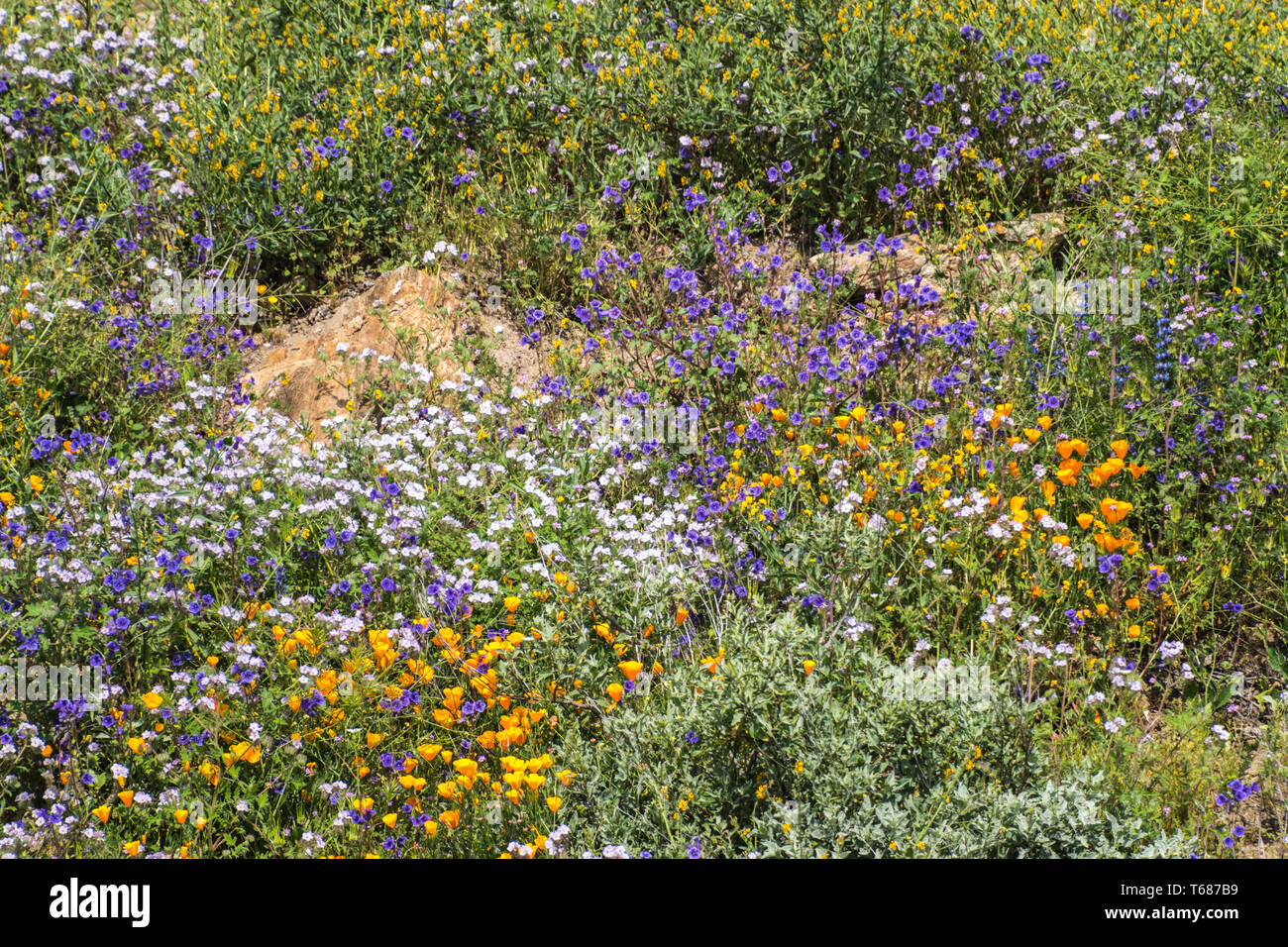 Super Bloom of wildflowers in Southern California in the Spring of 2019 ...