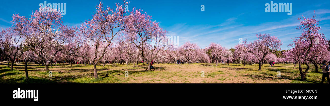 Alleys of blooming almond trees with pink flowers in Madrid, Spain ...