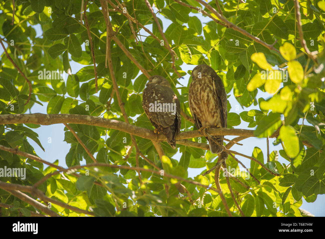 Australian owl isolated hi-res stock photography and images - Alamy