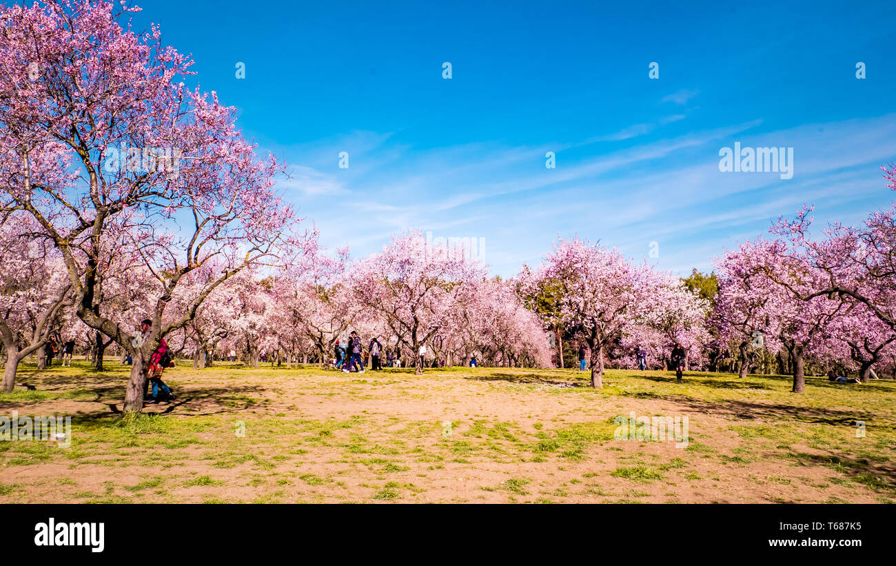 Alleys of blooming almond trees with pink flowers in Madrid, Spain ...