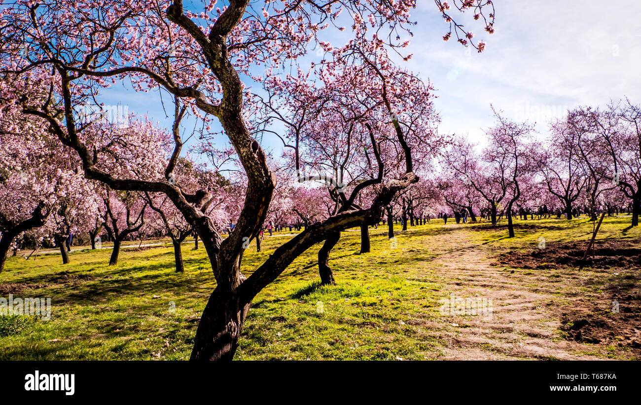 Alleys of blooming almond trees with pink flowers in Madrid, Spain ...