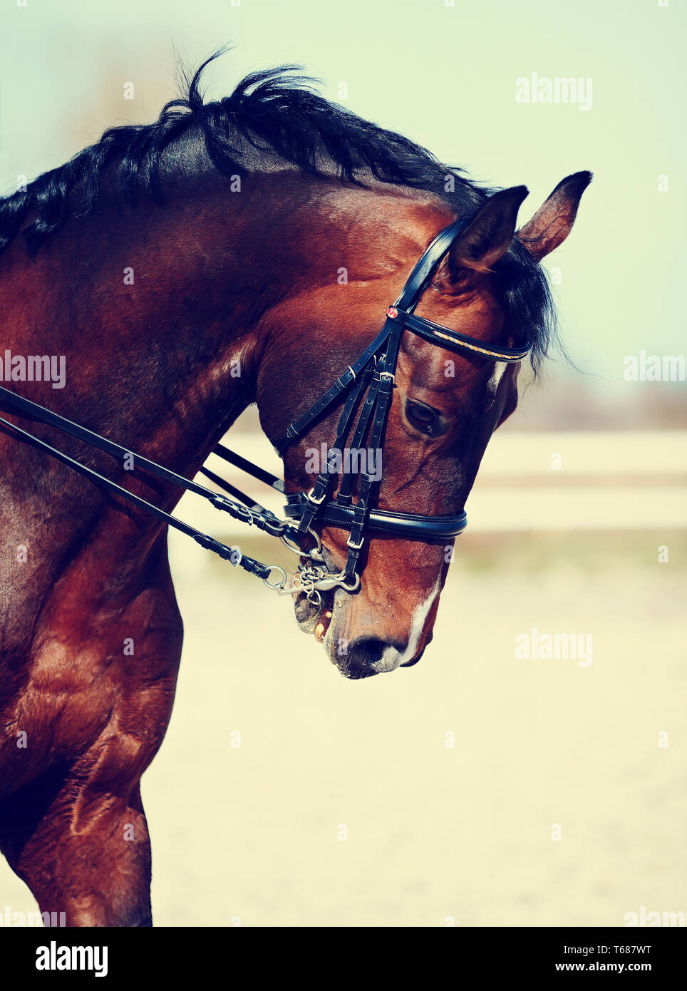 Brown stallion. Portrait of a sports brown horse. Riding on a horse ...