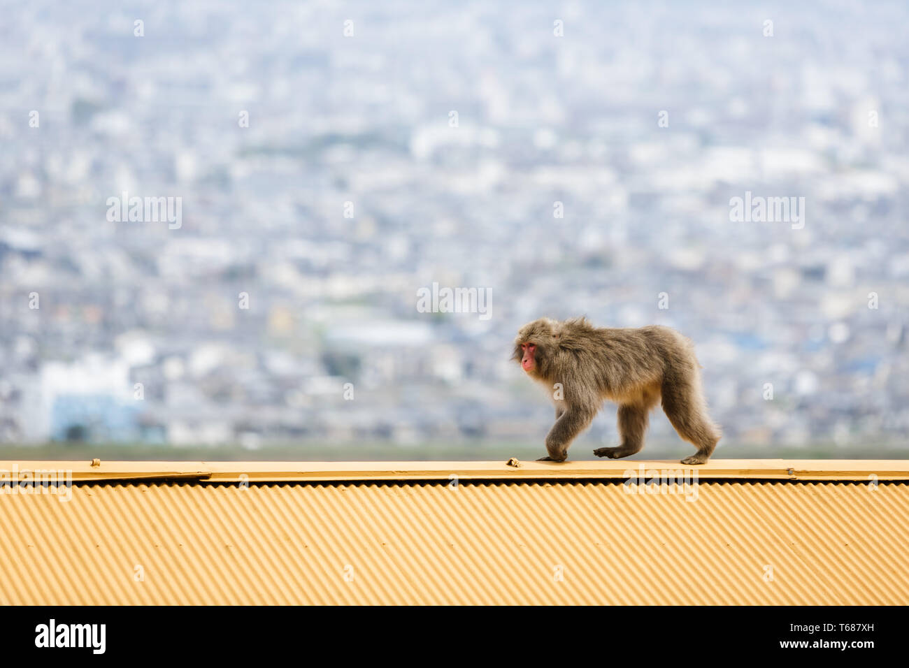Japanese macaque (snow monkey) walking on the roof, Iwatayama Monkey ...