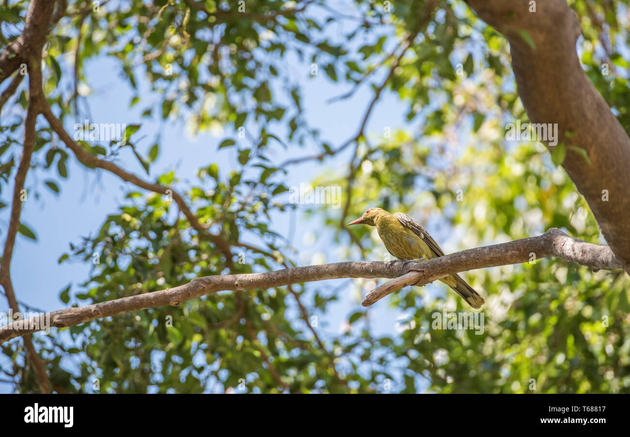 Australian yellow oriole hi-res stock photography and images - Alamy