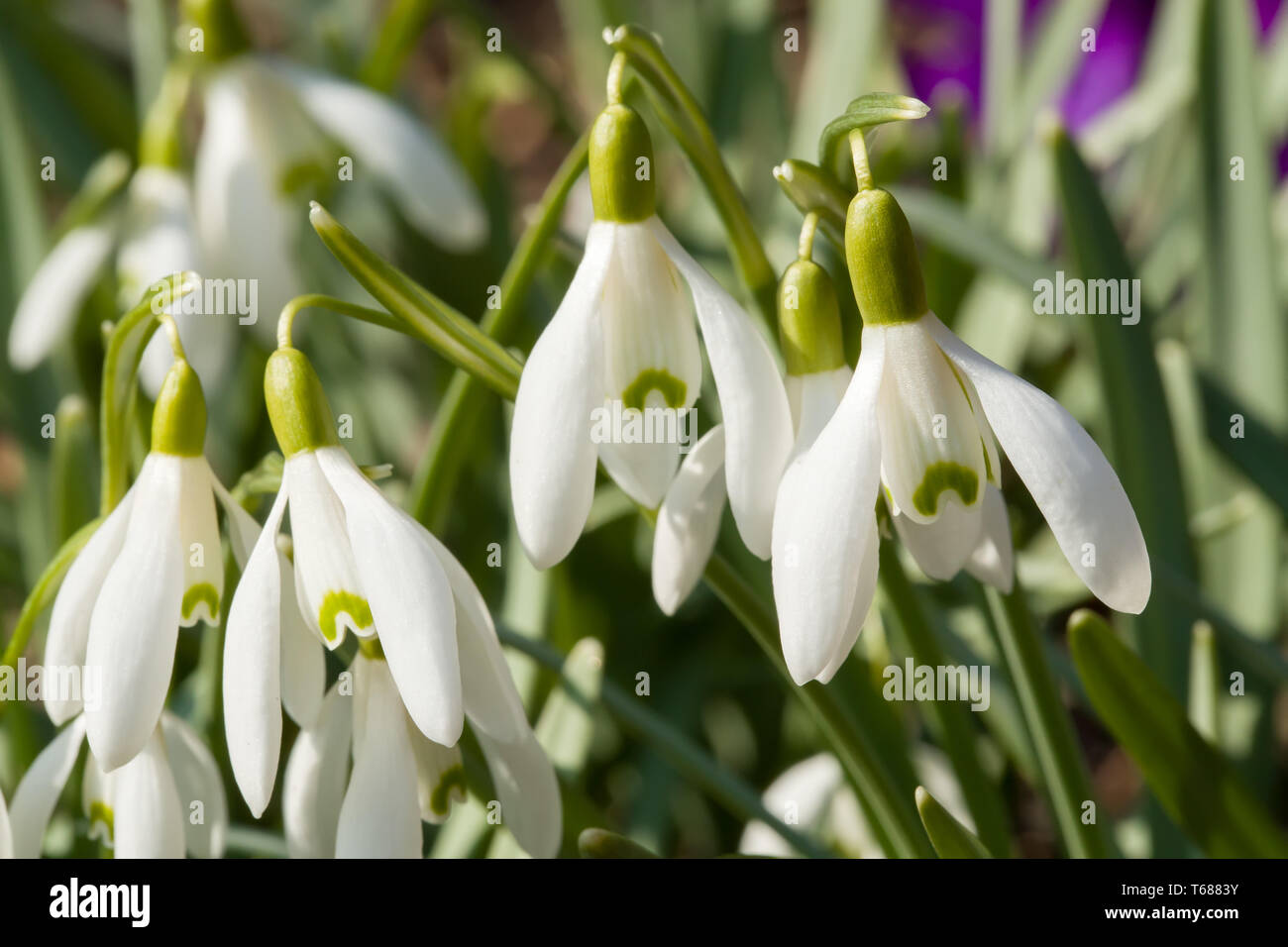 Snowdrop bloom in springtime Stock Photo - Alamy