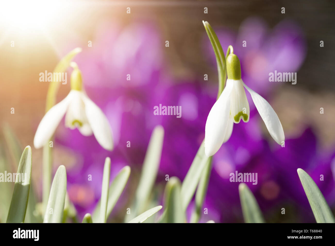 Snowdrop bloom in springtime with sunlight Stock Photo - Alamy