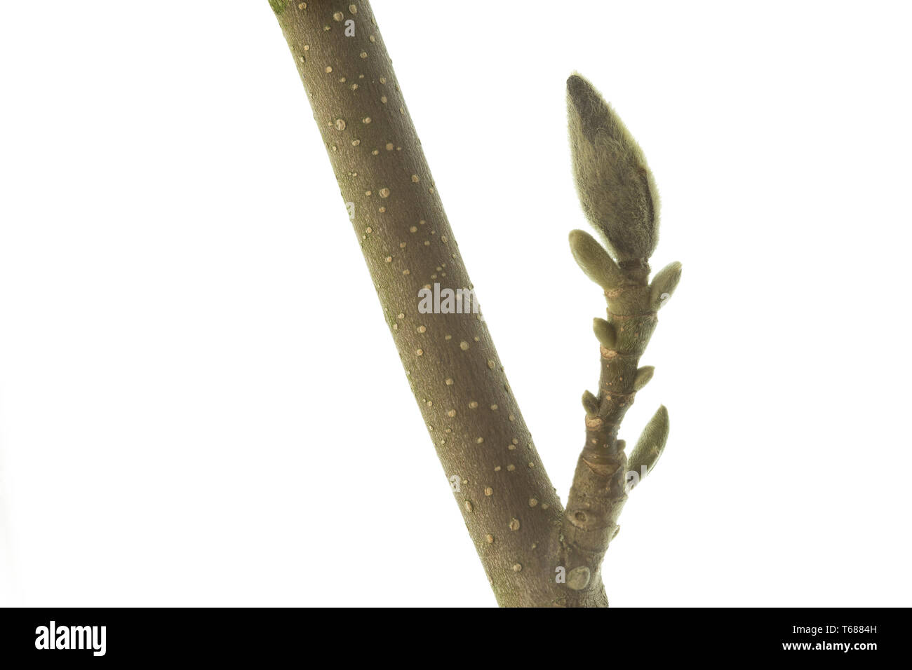 Flower buds garden magnolia Cut Out Stock Images & Pictures - Alamy
