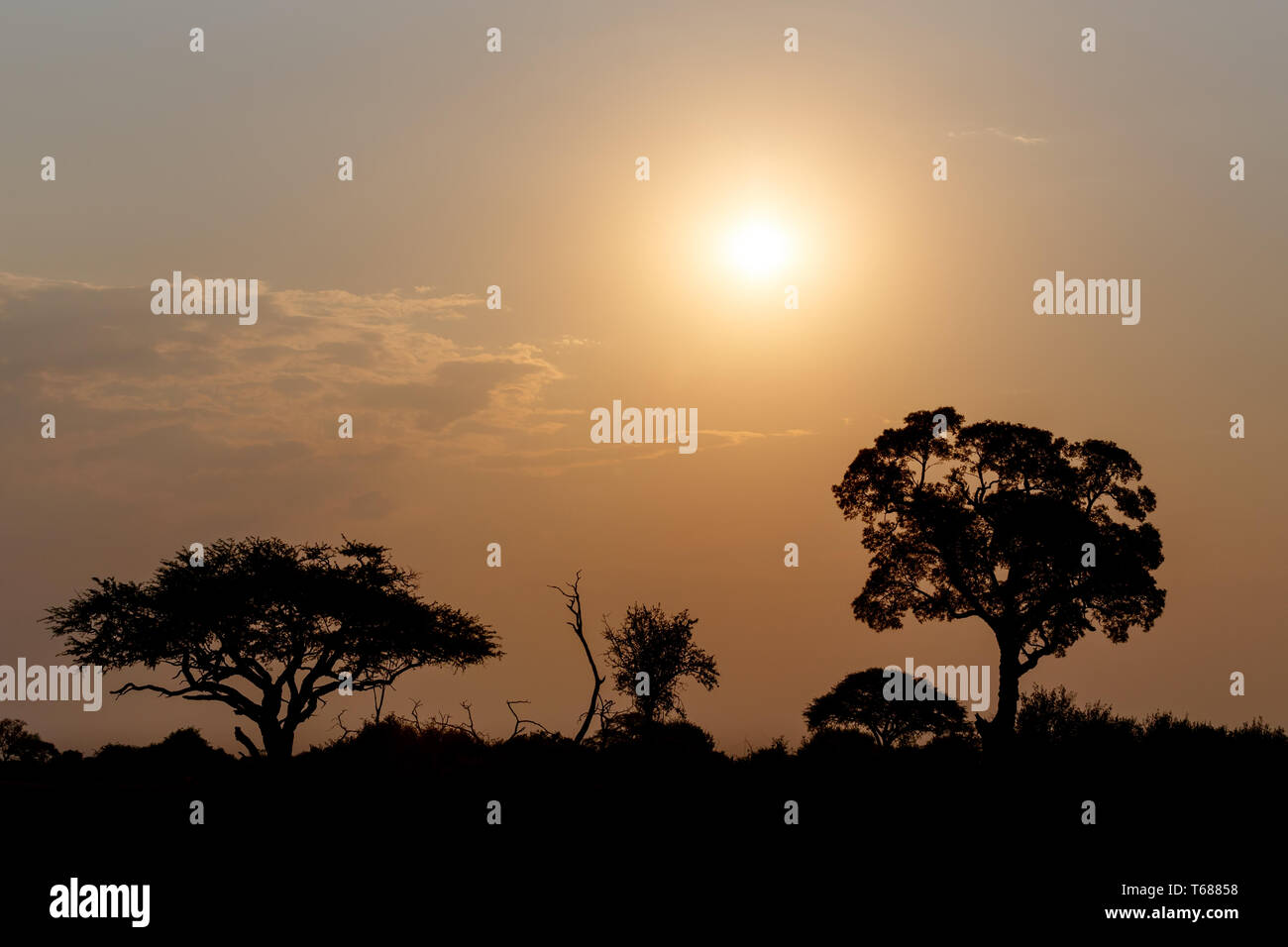 African sunset with tree in front Stock Photo - Alamy