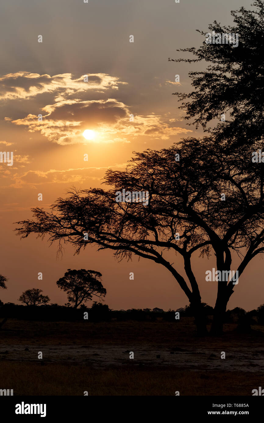 African sunset with tree in front Stock Photo - Alamy