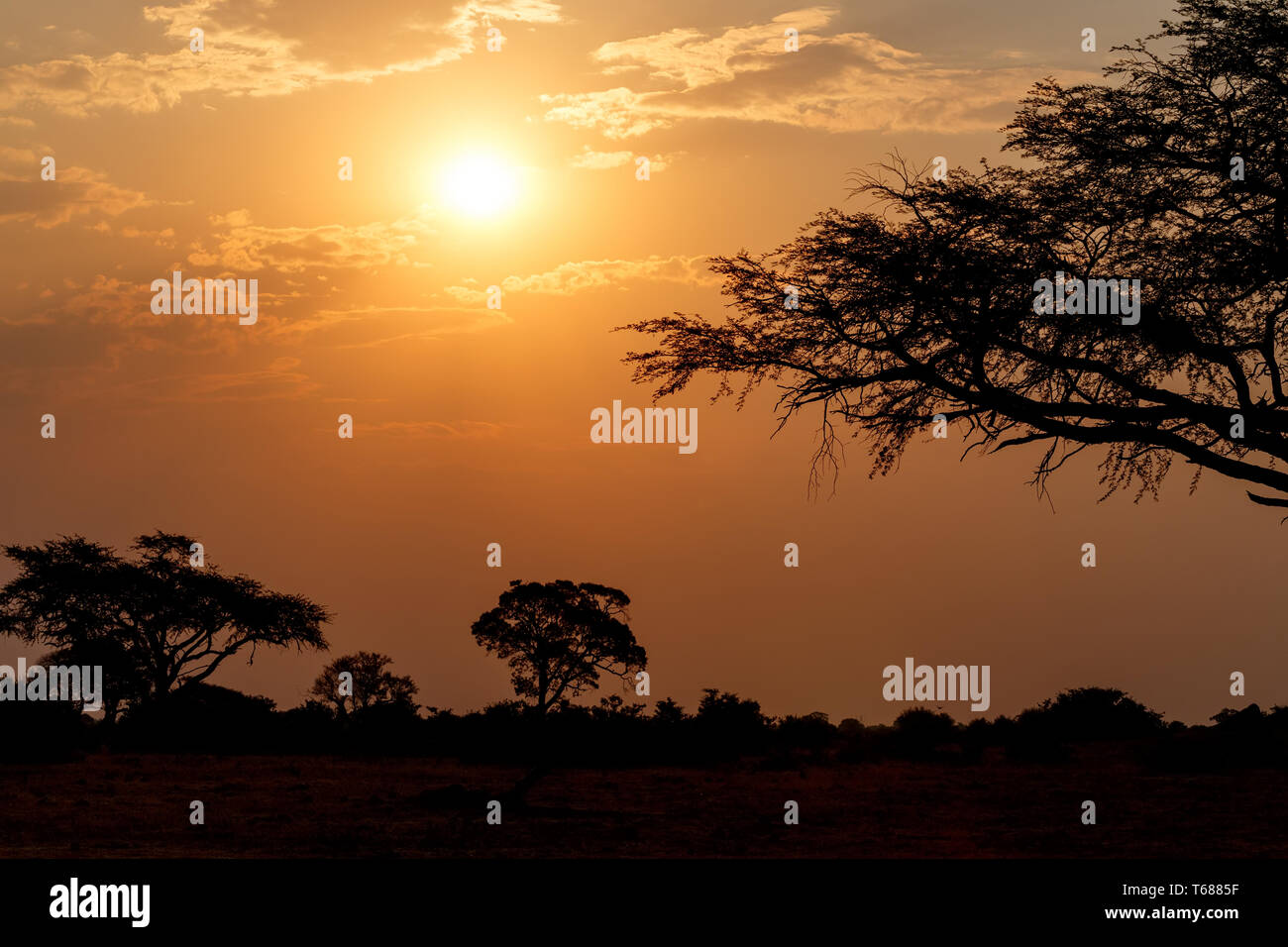 African sunset with tree in front Stock Photo - Alamy