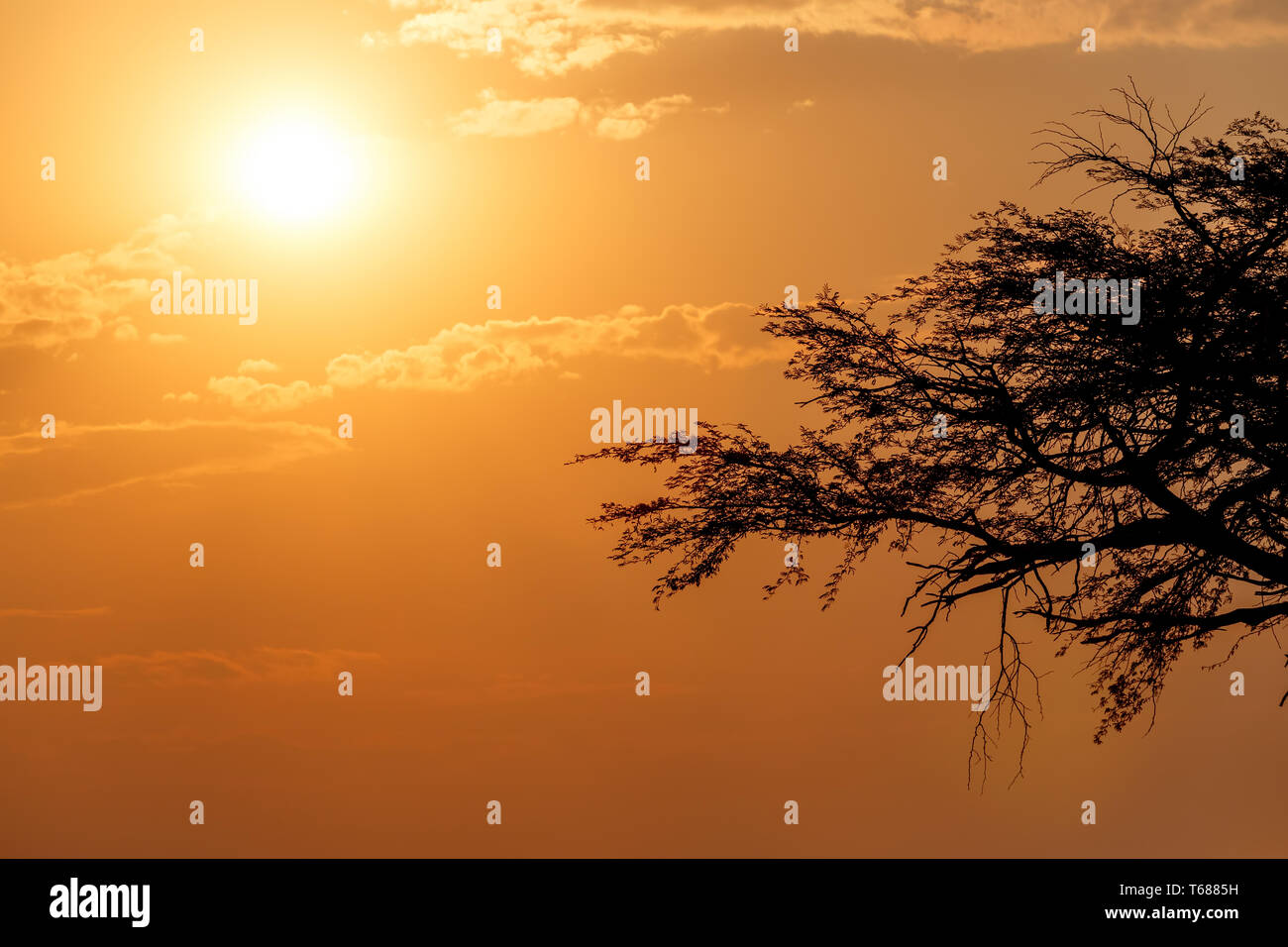 African sunset with tree in front Stock Photo - Alamy