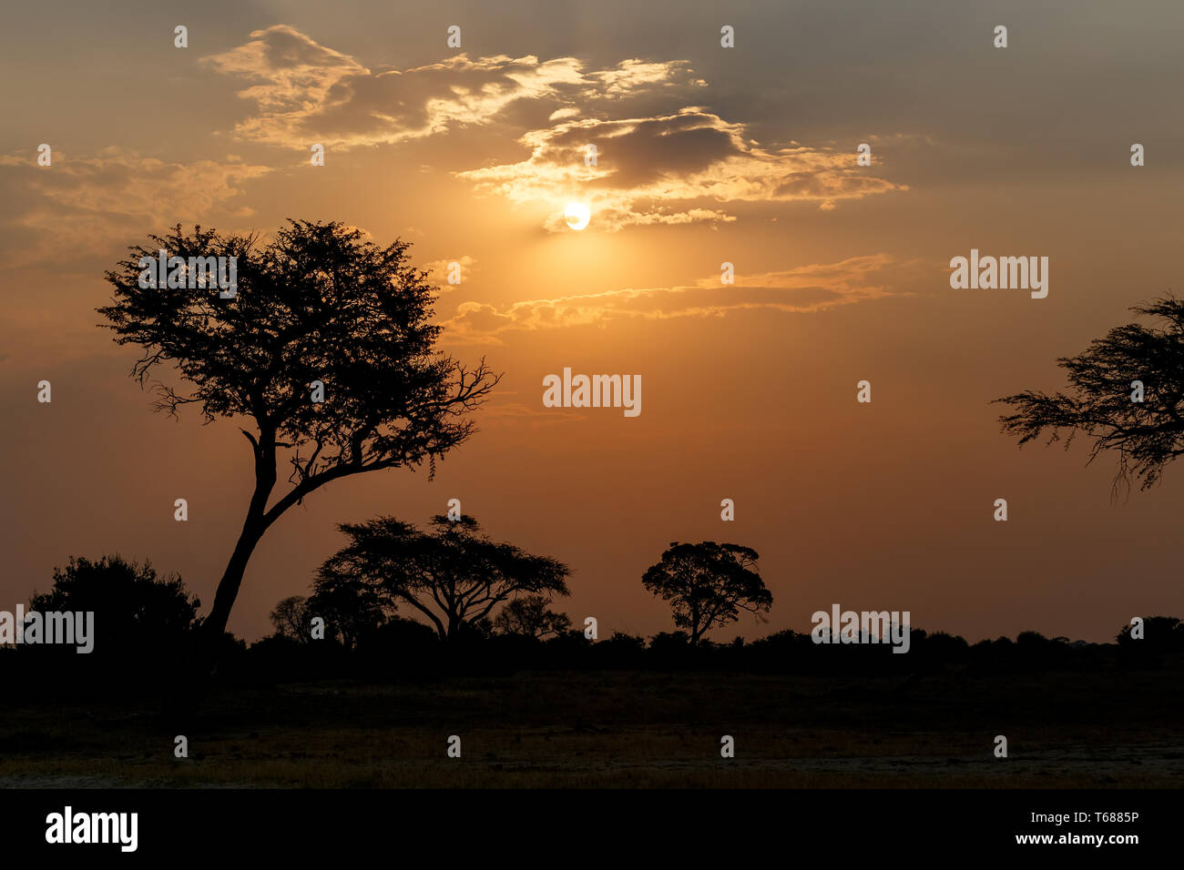 African sunset with tree in front Stock Photo - Alamy