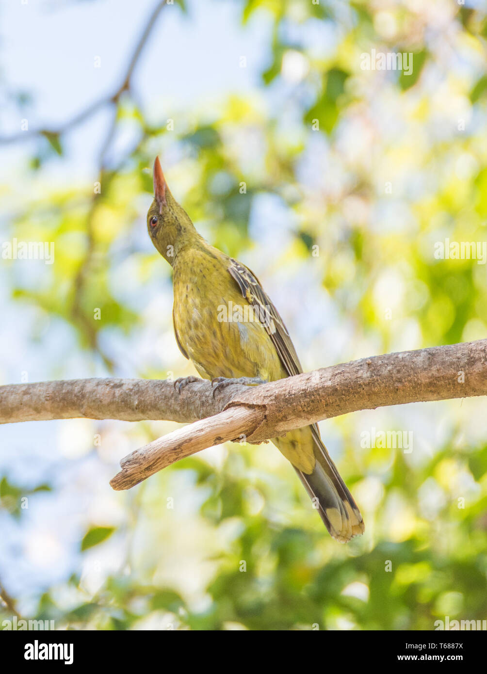 Green oriole perched in a tropical tree on a sunny day in Darwin ...