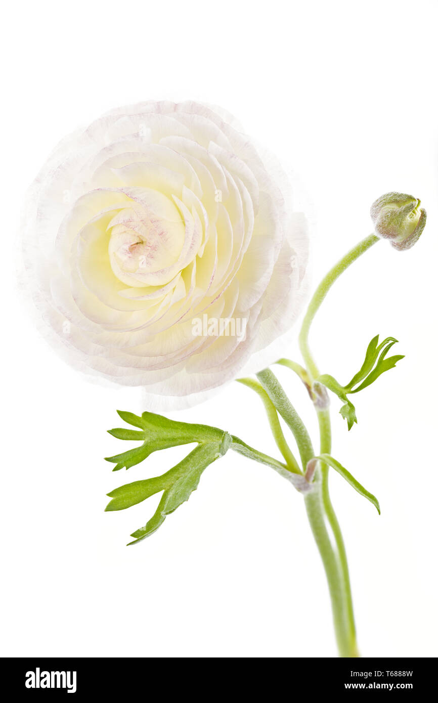 Ranunculus Flower or Persian buttercup, Ranunculus asiaticus Stock ...