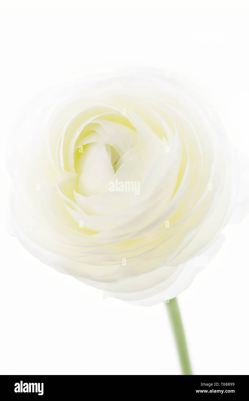 Cream ranunculus hi-res stock photography and images - Alamy