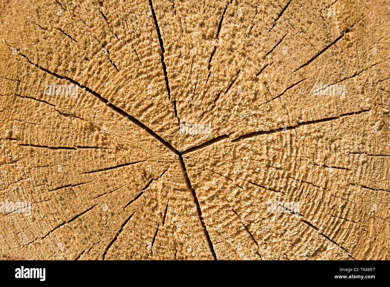 Wood texture of cut tree trunk, close-up Stock Photo - Alamy