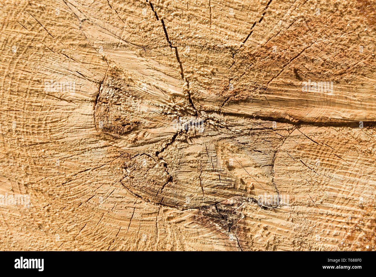 Wood texture of cut tree trunk, close-up Stock Photo - Alamy