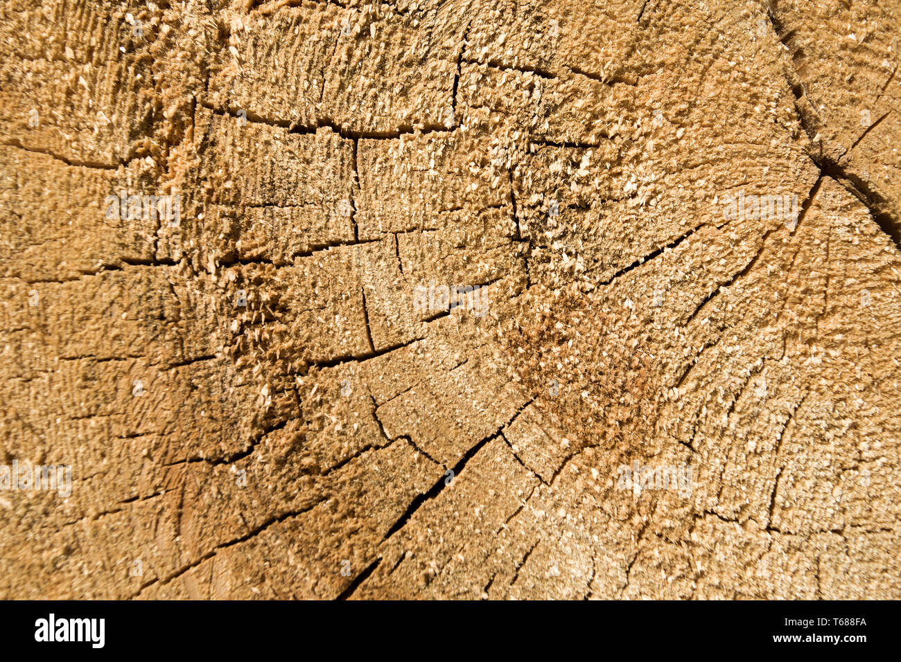 Wood texture of cut tree trunk, close-up Stock Photo - Alamy