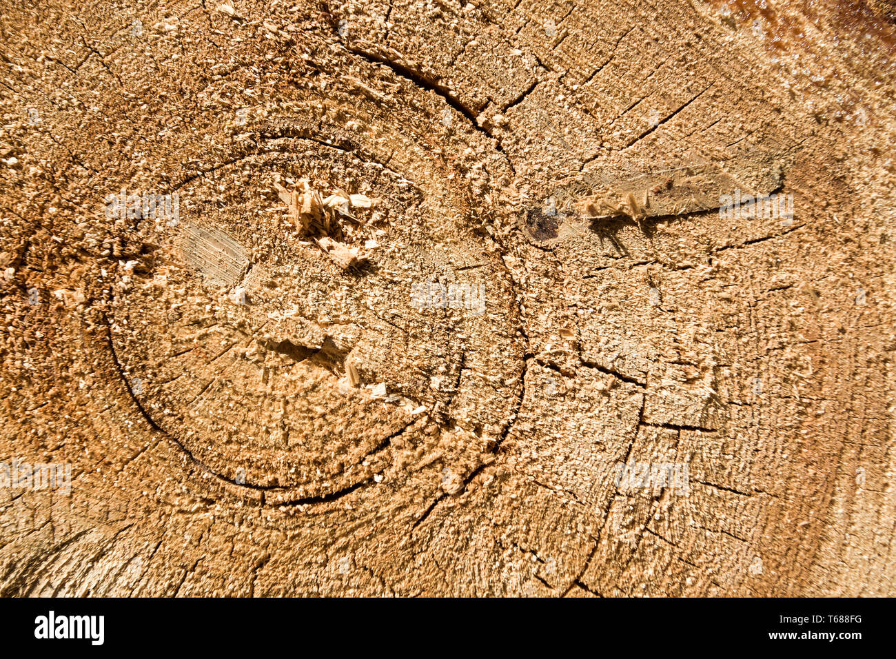 Wood texture of cut tree trunk, close-up Stock Photo - Alamy