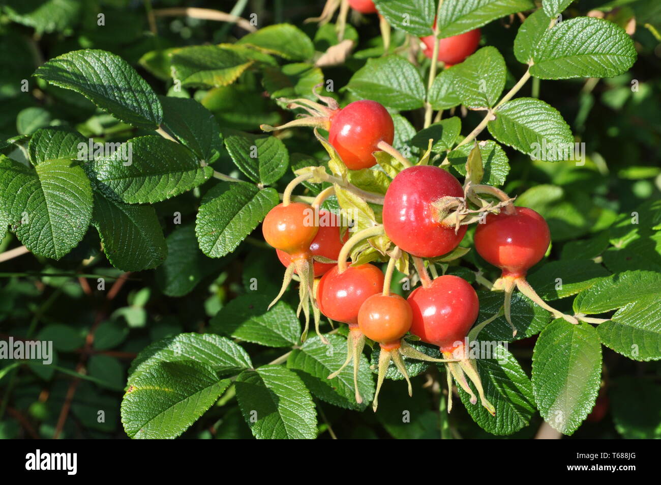 Rosehip or dog rose, Rosa canina Stock Photo - Alamy