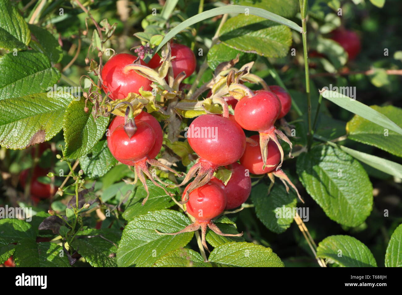 Rosehip or dog rose, Rosa canina Stock Photo - Alamy