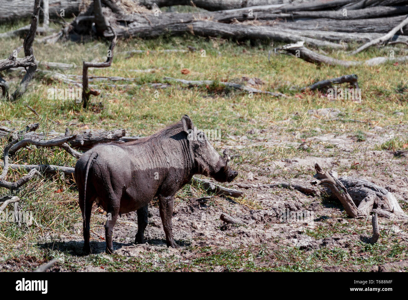 African Wildlife Warthog Stock Photo - Alamy