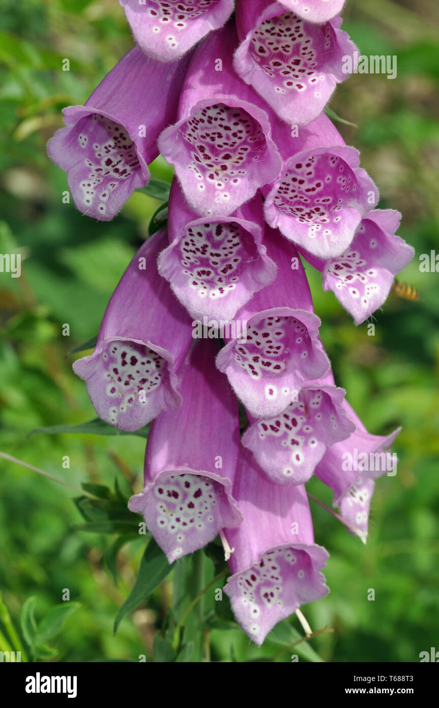 Red Foxgloves, Digitalis purpurea Stock Photo - Alamy