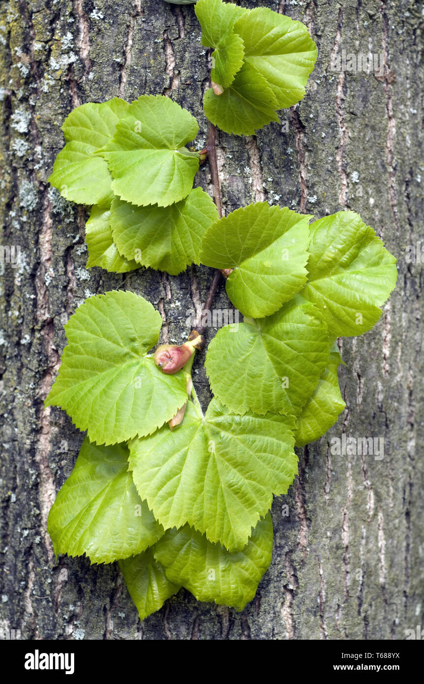 linden tree, genus tilia Stock Photo - Alamy