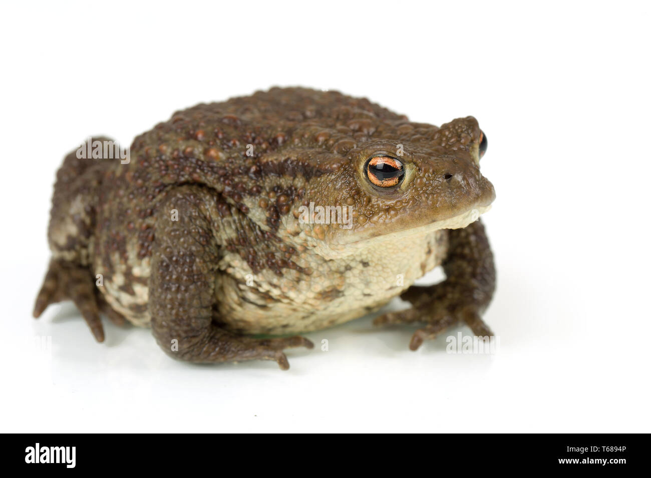 Common toad, bufo bufo, isolated Stock Photo - Alamy