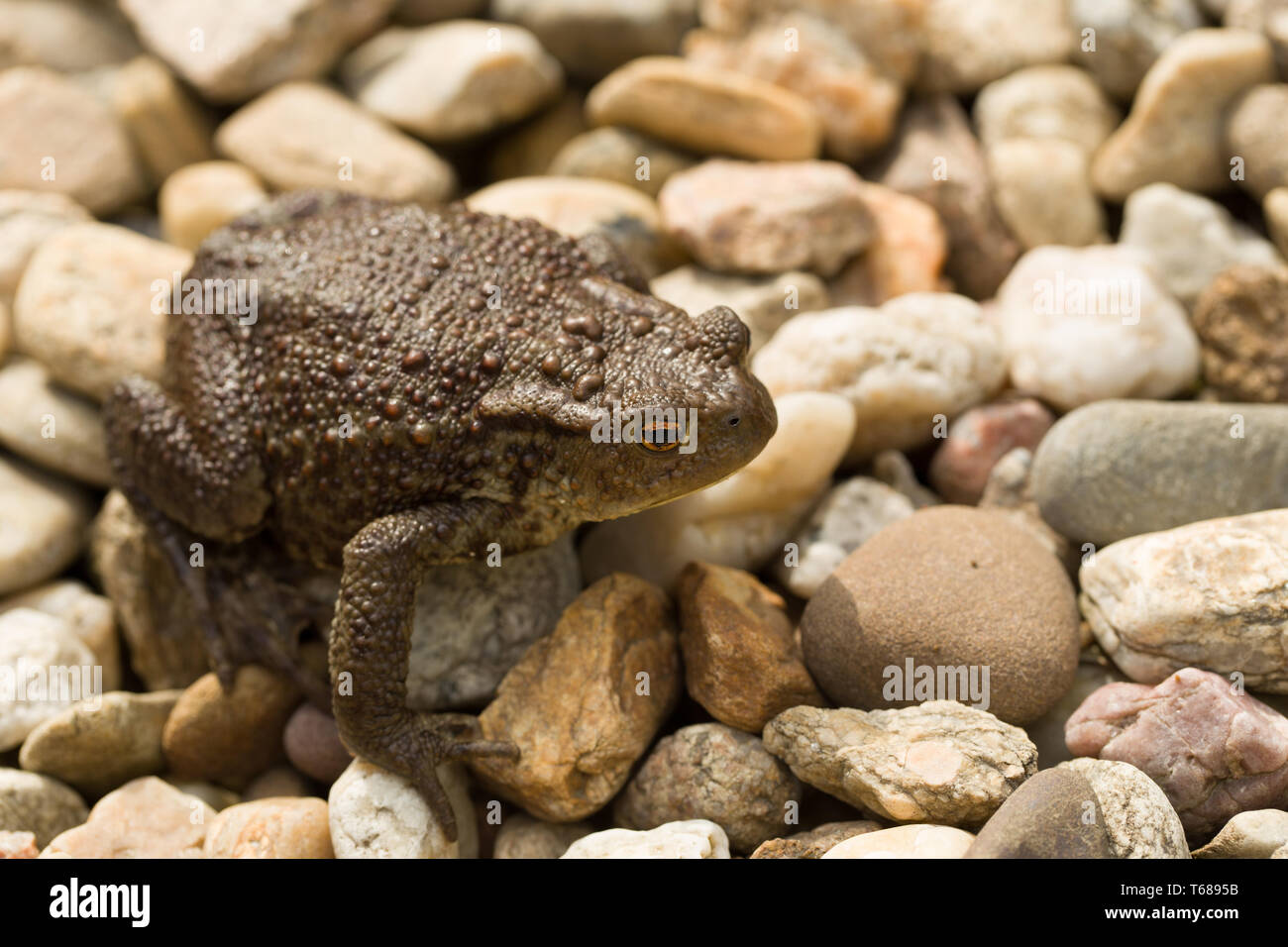 Natterjack Toad Habitat High Resolution Stock Photography and Images ...