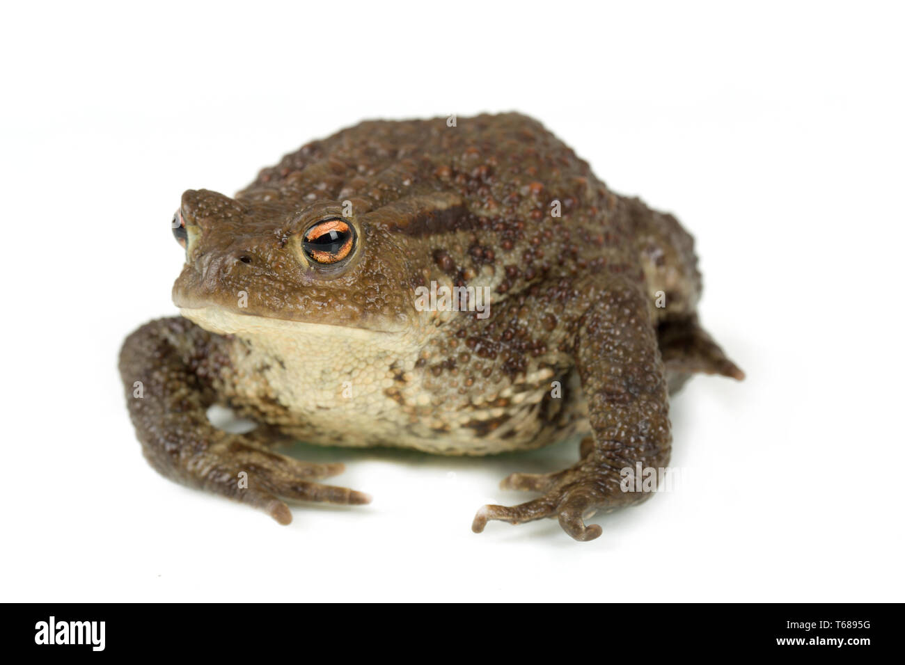 Common toad, bufo bufo, isolated Stock Photo - Alamy
