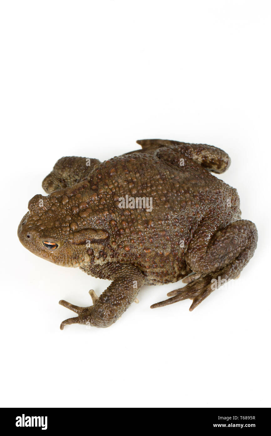 Common toad, bufo bufo, isolated Stock Photo - Alamy
