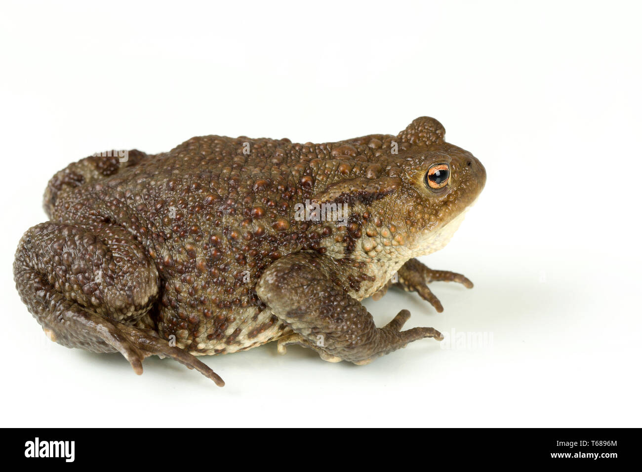 Common toad, bufo bufo, isolated Stock Photo - Alamy