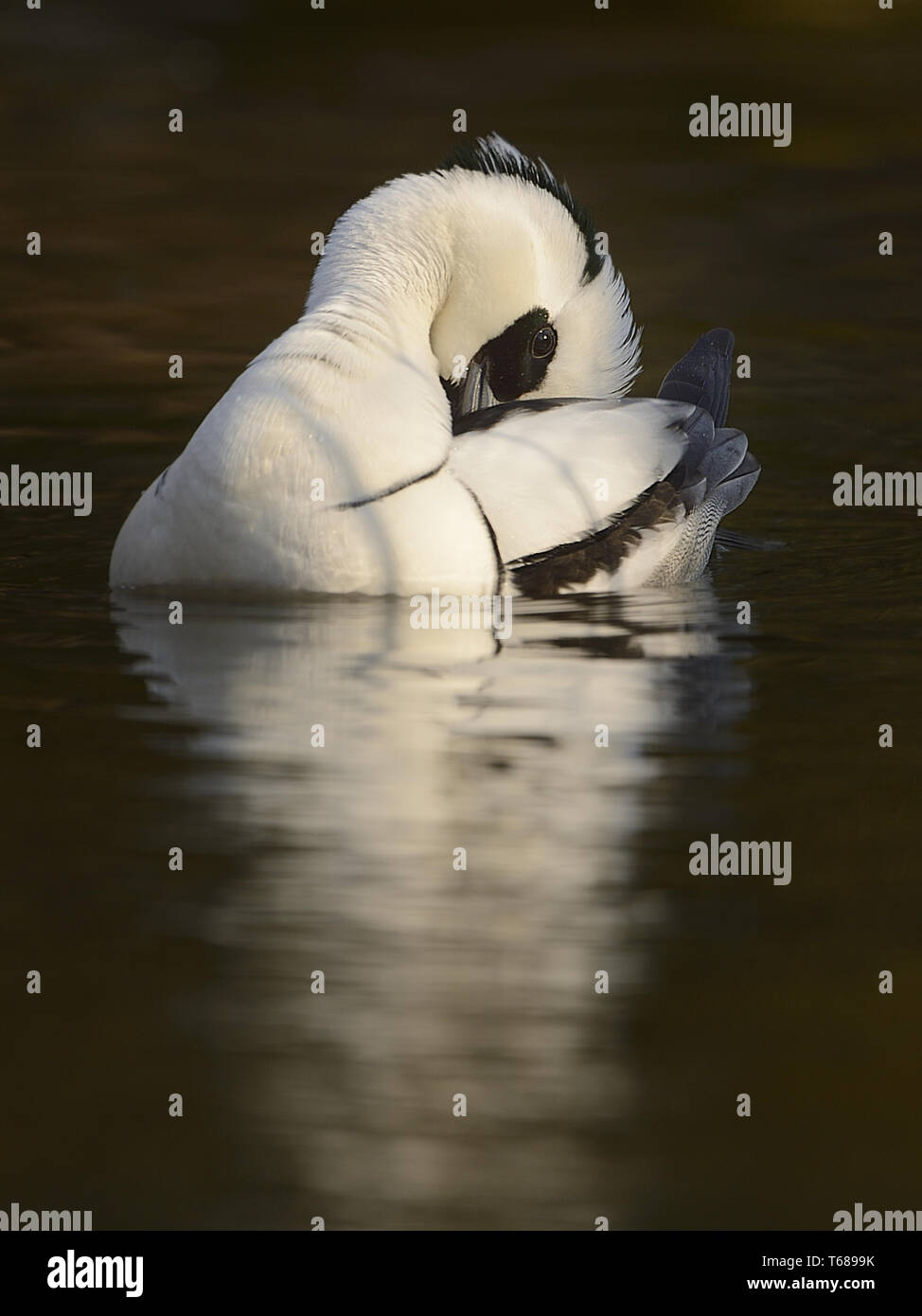 Smew drakes hi-res stock photography and images - Alamy