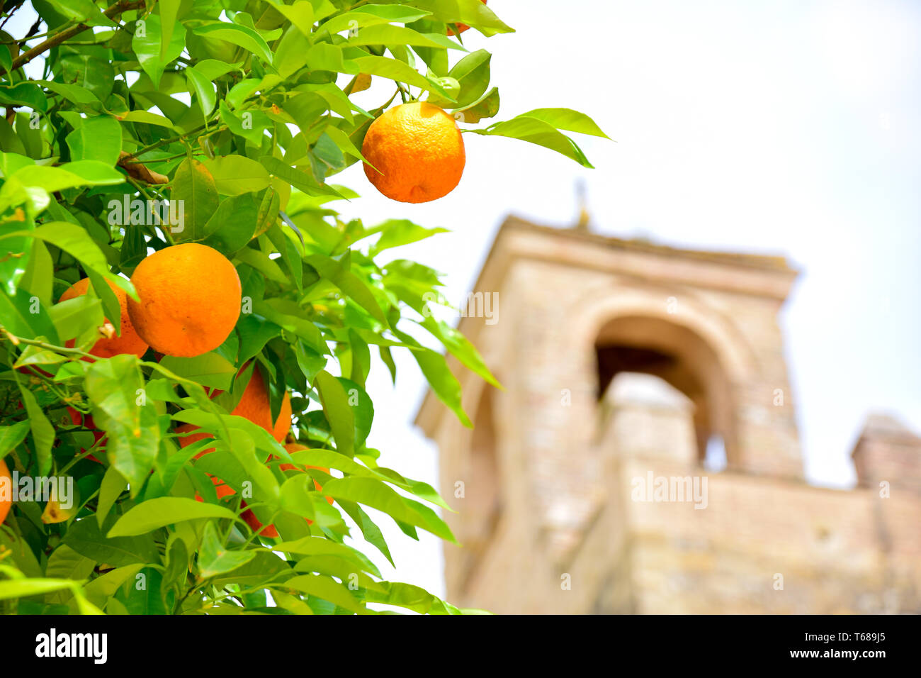 Orange fruits tree with green leaves on tree. Fresh oranges against ...