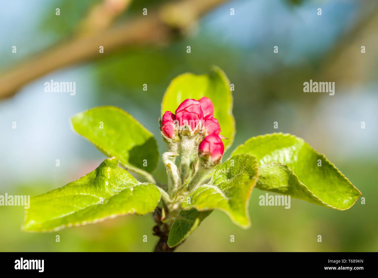 apple bud in spring Stock Photo - Alamy