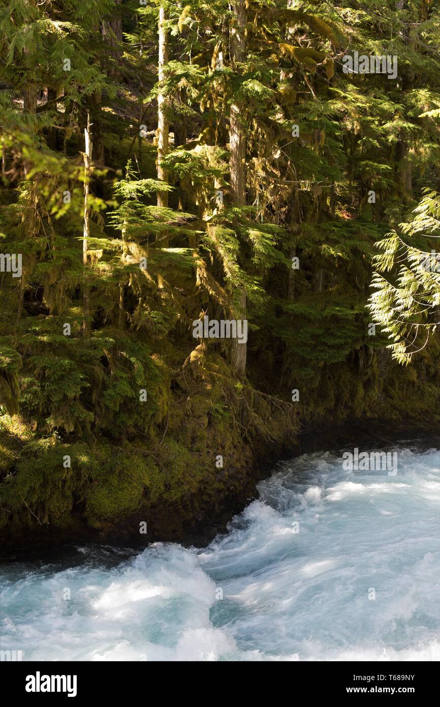 The McKenzie River in Willamette National Forest in Oregon, USA Stock ...