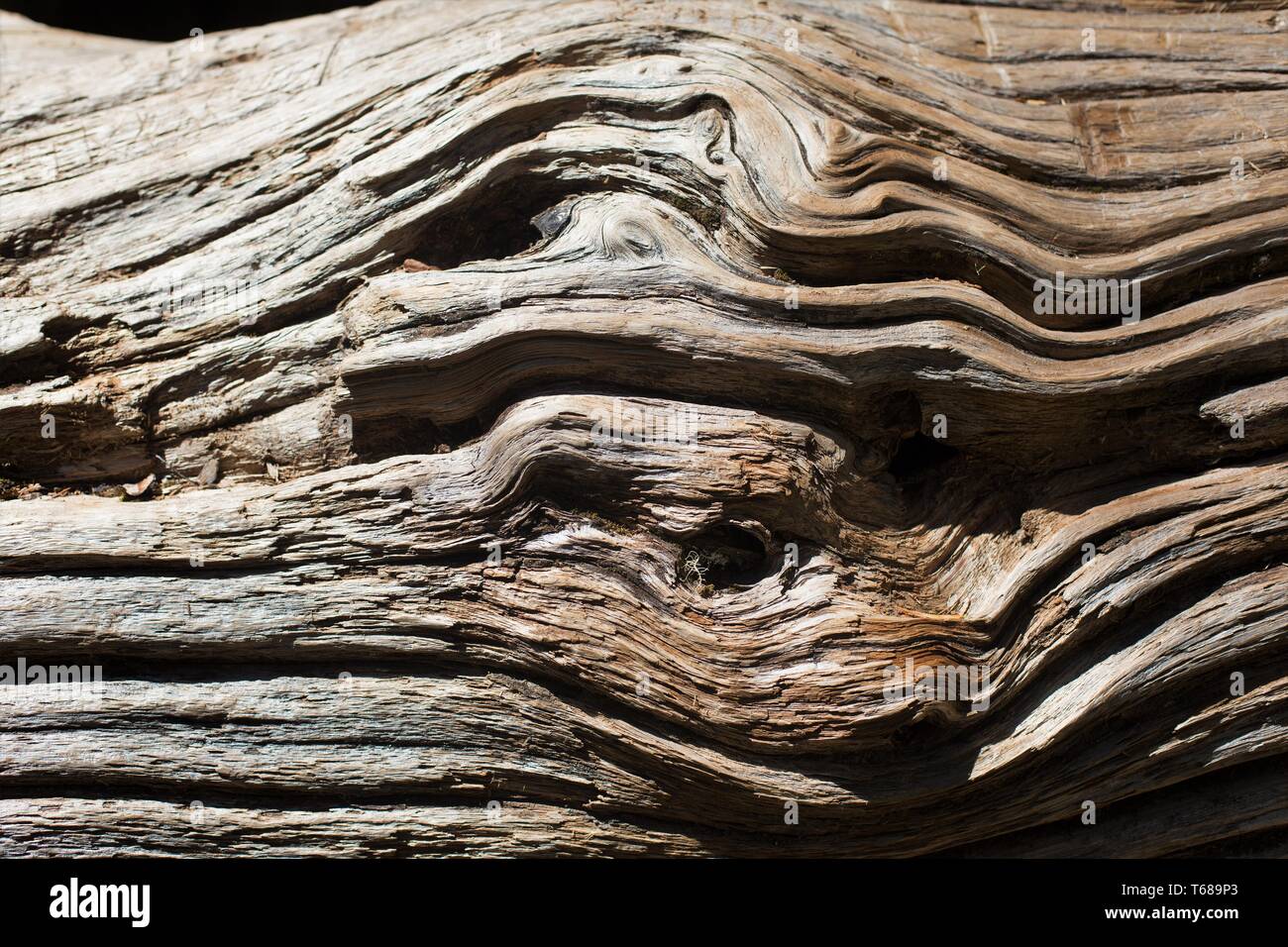 Tree with grooves in bark hi-res stock photography and images - Alamy
