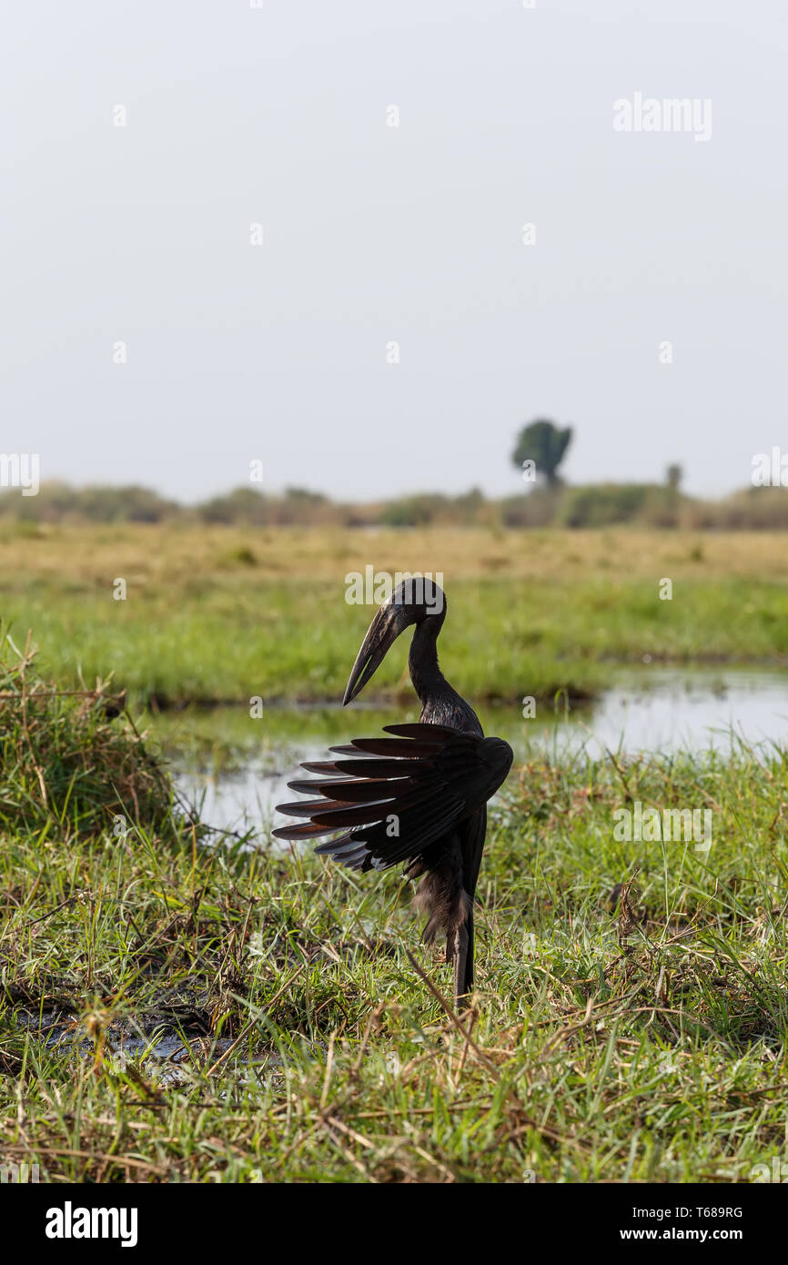 African Openbill with wings spread to the evening sun Stock Photo - Alamy