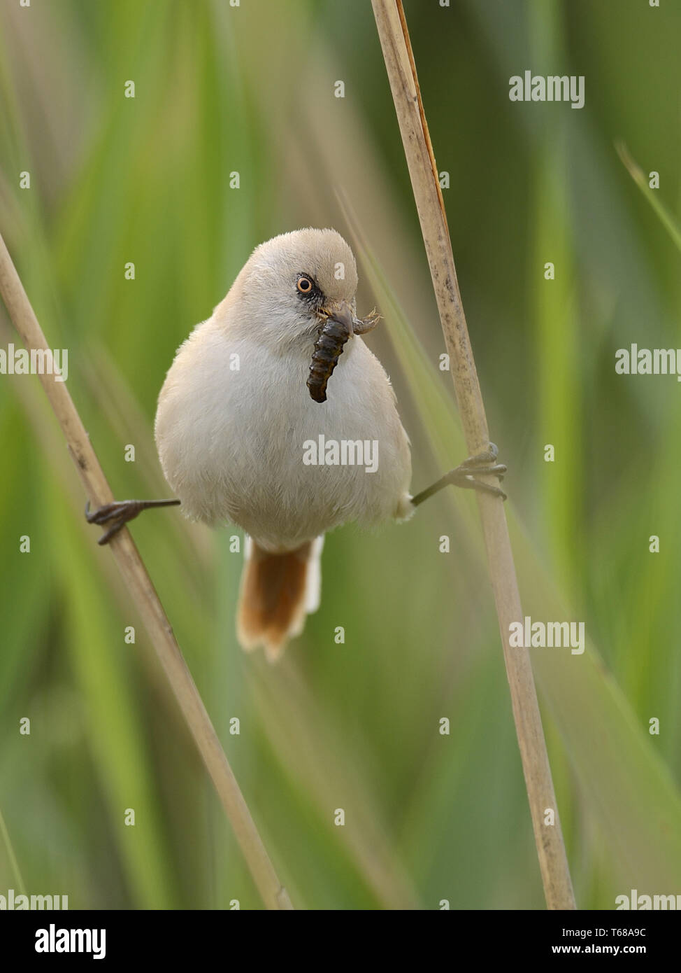 Bearded Reedling, Panurus biarmicus Stock Photo - Alamy