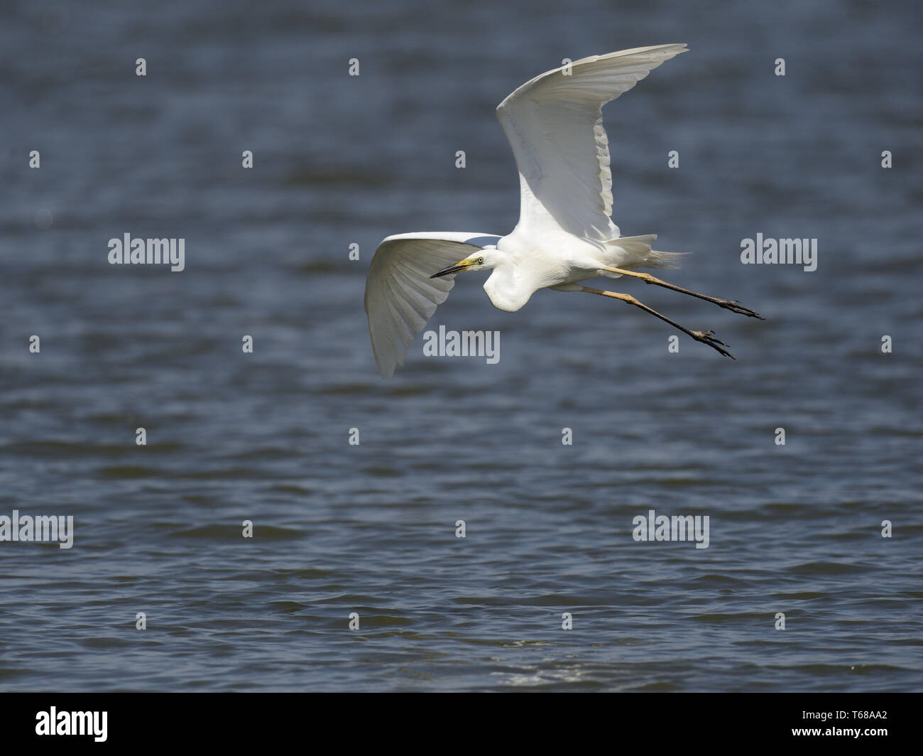 Great egret, Adrea Alba Stock Photo - Alamy