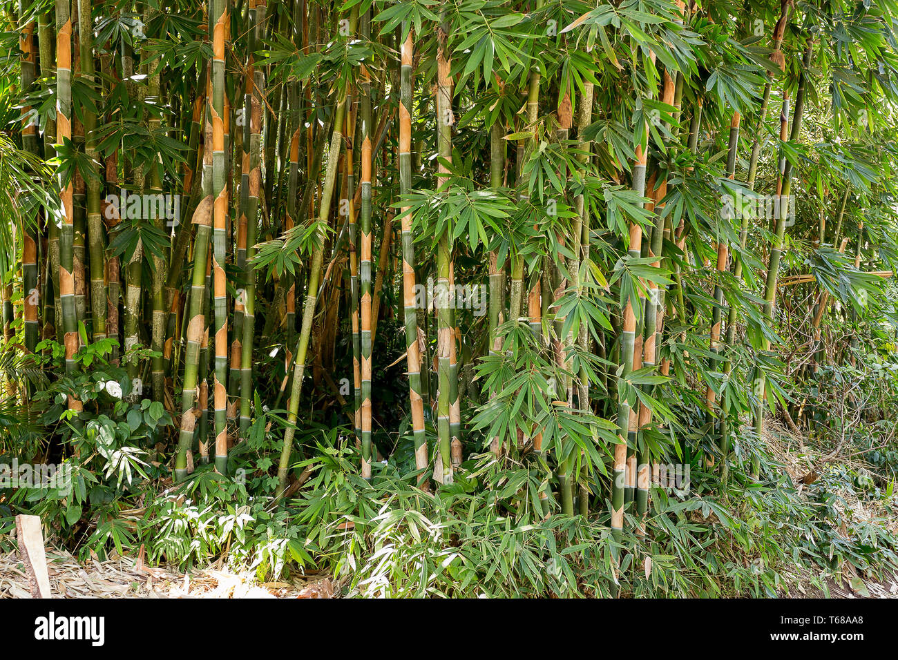 detail of Many of the early bamboo trees Stock Photo - Alamy