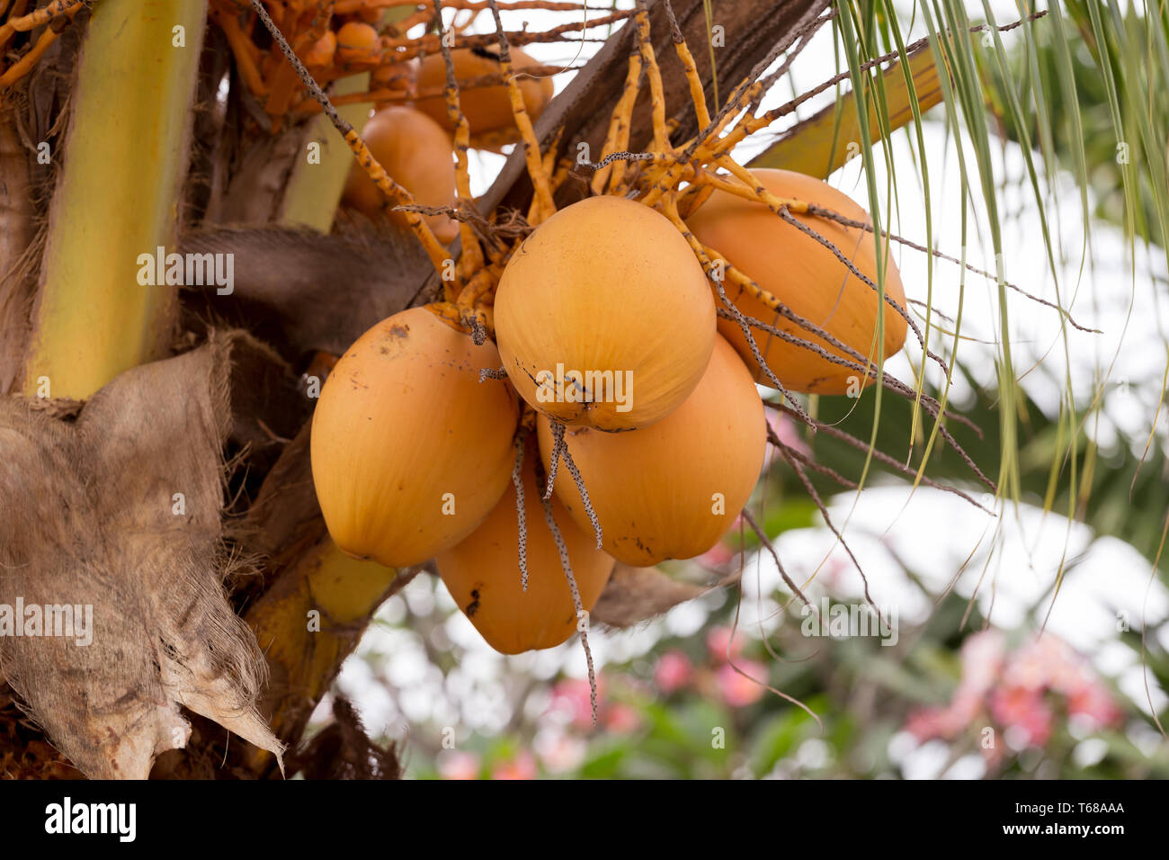 coco-palm tree with yellow nut Stock Photo - Alamy